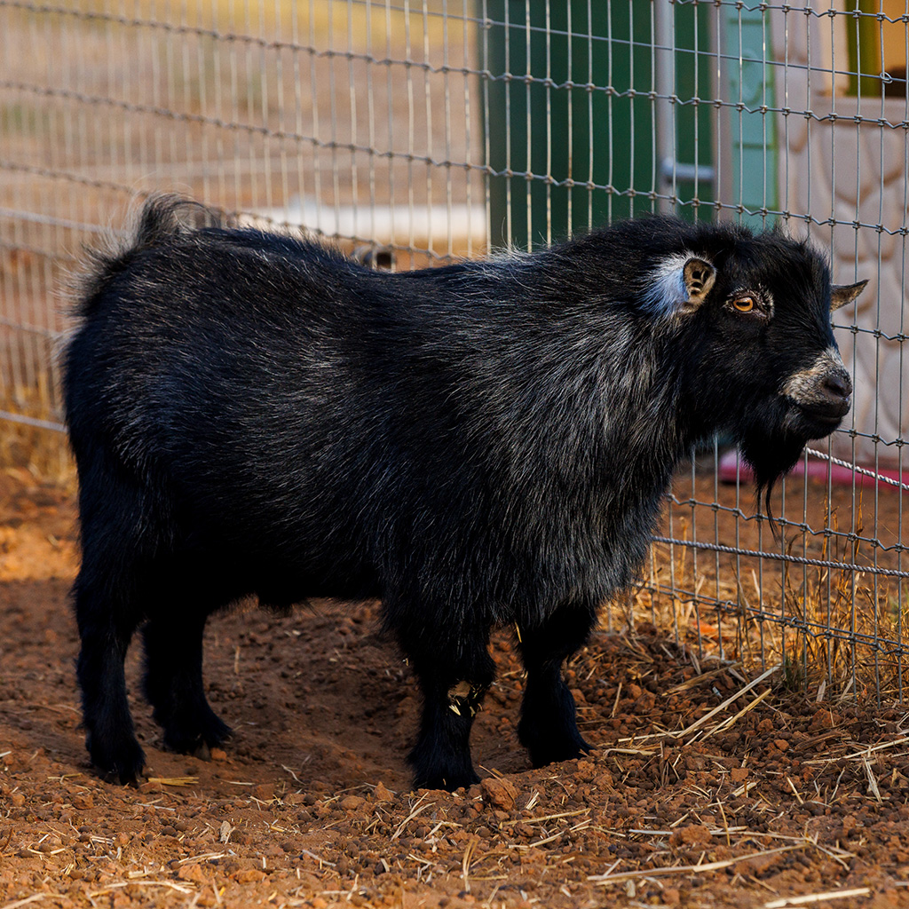 AABMGS - Goat Breeds - Australian All Breeds Miniature Goat and Sheep ...