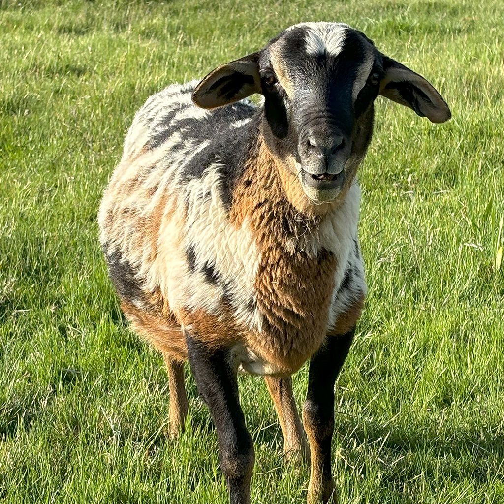 Sheep Breeds - Australian All Breeds of Miniature Goat and Sheep ...