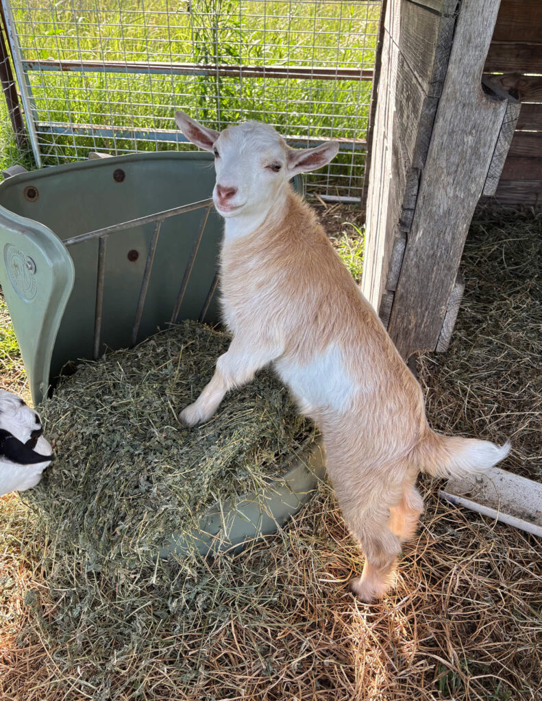AABMGS - Australian Miniature Goats