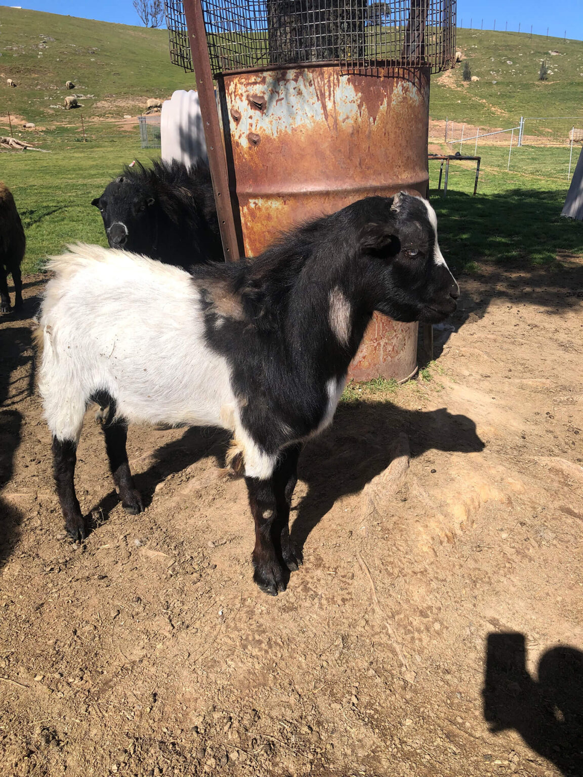 AABMGS Photo Gallery - Elf Goats