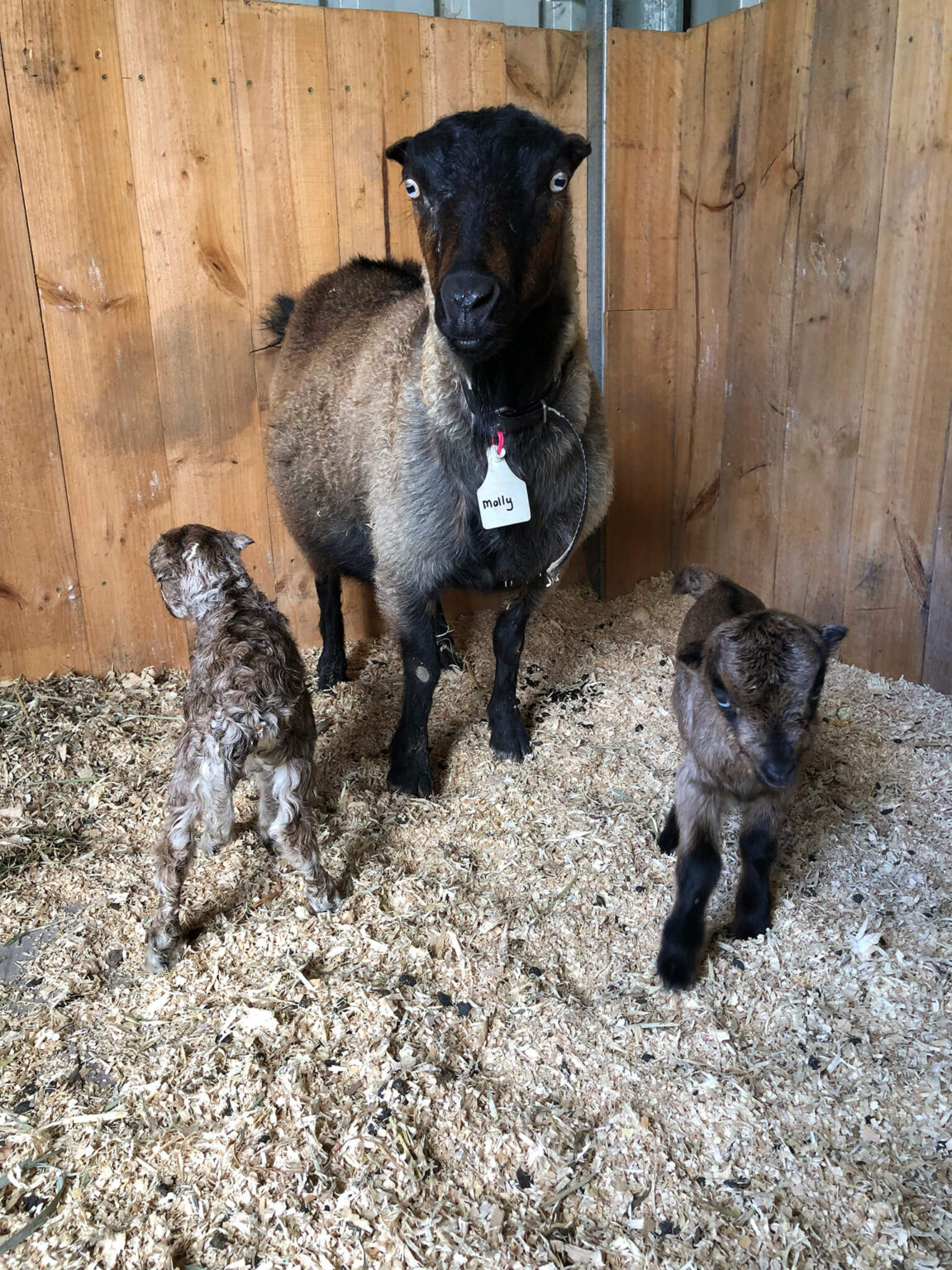 AABMGS Photo Gallery - Elf Goats