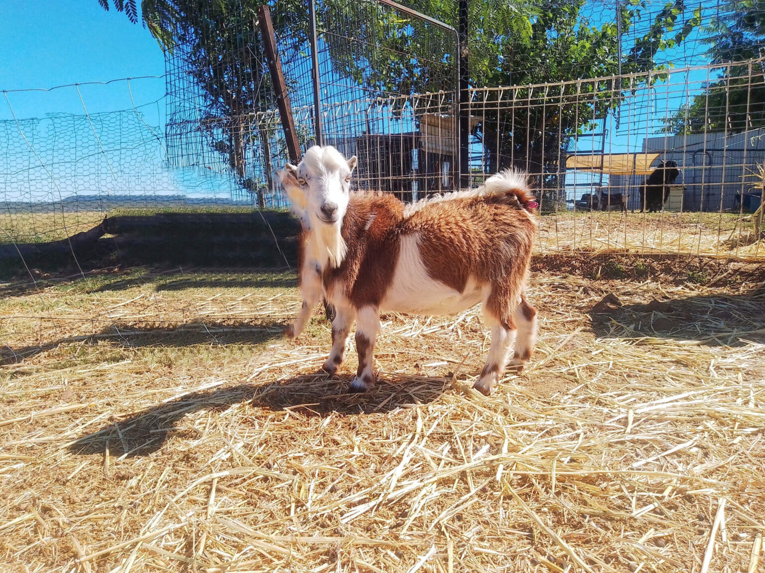 AABMGS Photo Gallery - Elf Goats